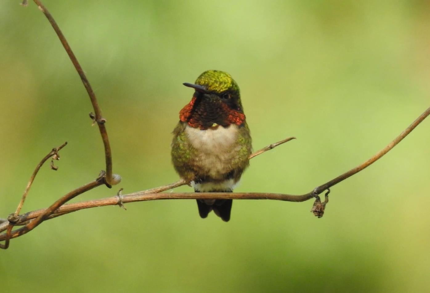 Hummingbird Hurrah - Henderson | Scene | southernminn.com