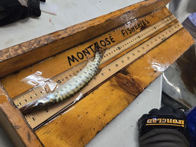 PHOTOS: Minnesota DNR tags and stocks muskies in French Lake | News ...