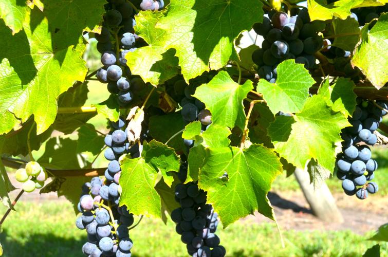 Indian Island Winery celebrates in the vineyard | News | southernminn.com