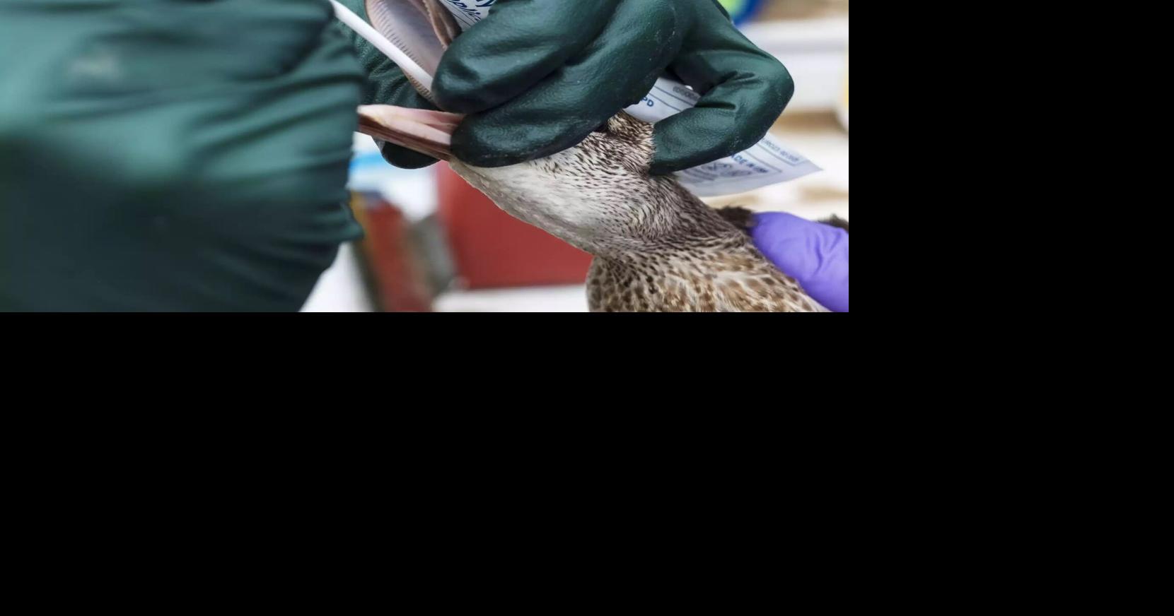 Update on bird flu in Minnesota as pathogen spills into other ...