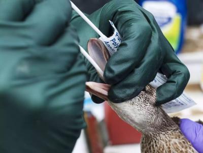 Update on bird flu in Minnesota as pathogen spills into other ...