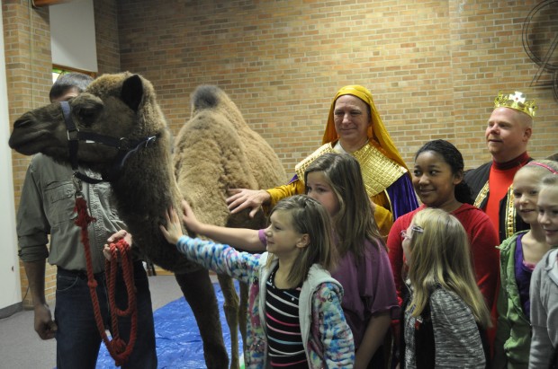 GALLERY: Nick the camel visits St. Peter church | News | southernminn.com