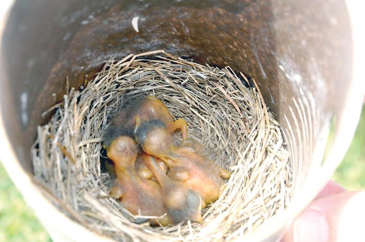 Local efforts help spur bluebird population growth | Local ...