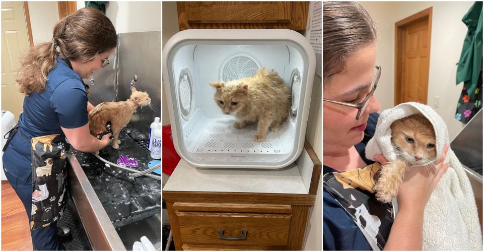 Purr-fection cat grooming opens in Northfield | News | southernminn.com