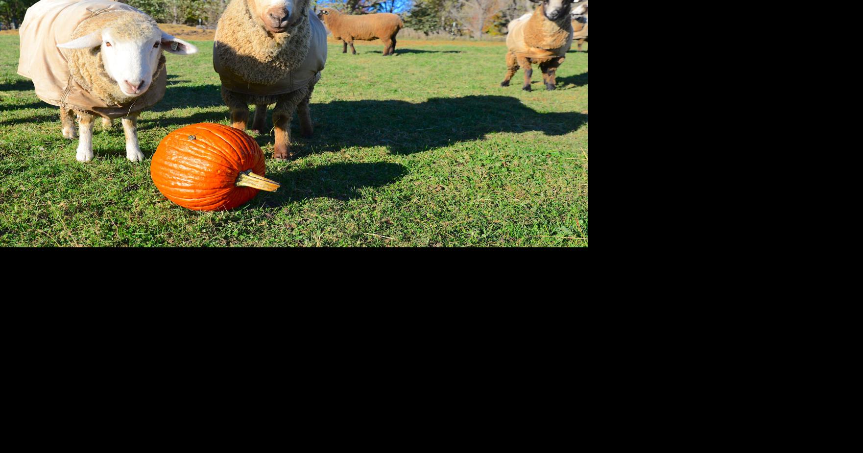 Sheep farmer and artist hosts farm festival | News | southernminn.com