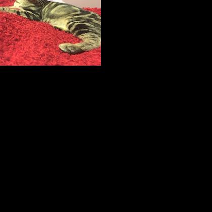 September Pet of the Month: Amalia | Community | southernminn.com