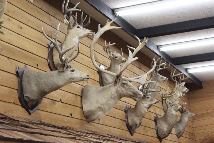 Vision and an interest in guns helped Ahlman build business, Shooter's ...