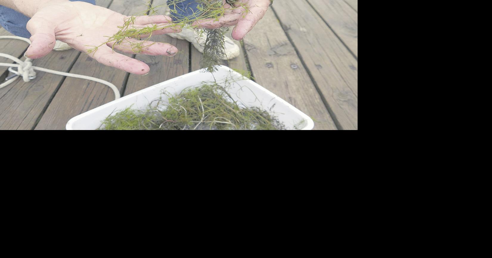 In Hubbard Co., stopping lake invaders means not forgetting the beach ...