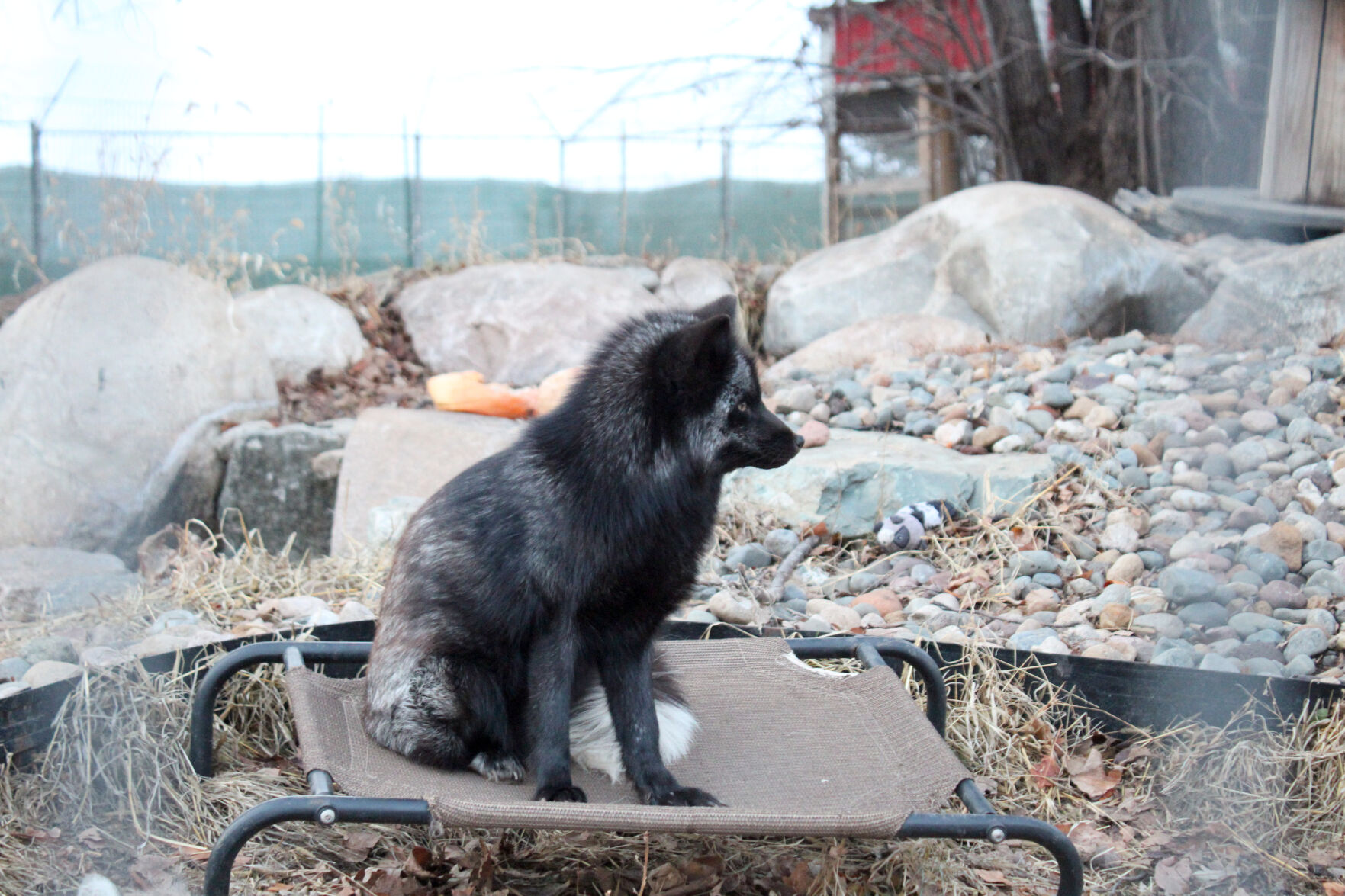 SaveAFox finds homes for 500 foxes from now-closed fur farm | News ...