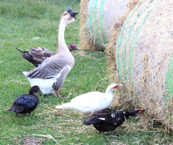Rural farm home of unlikely pair | News | southernminn.com