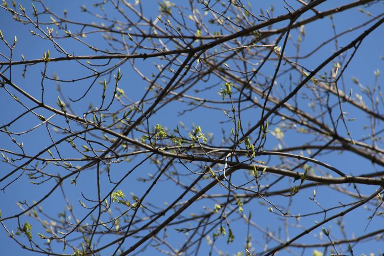 SCENE MARCH - Through a SoMinn Lens: Color my world with flowers ...