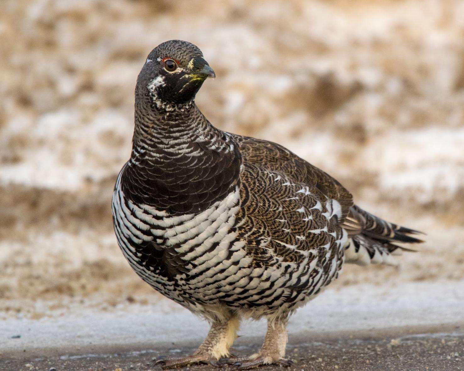 Ruffed grouse counts down from last year | Community | southernminn.com
