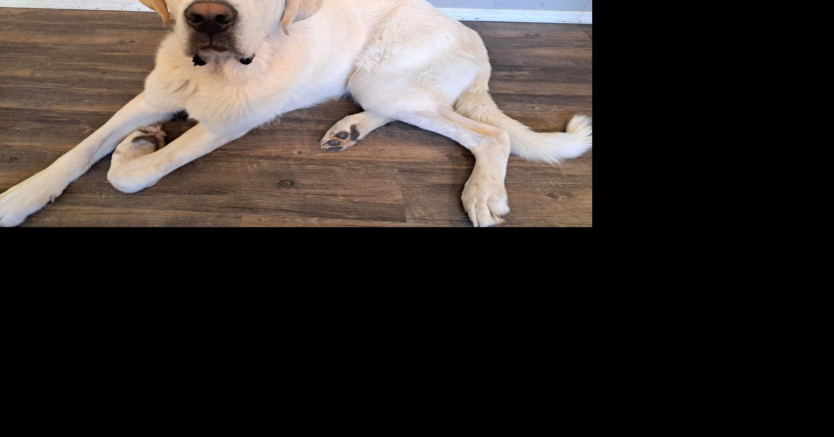 Rescue 55021 Pet of the Month | Community | southernminn.com