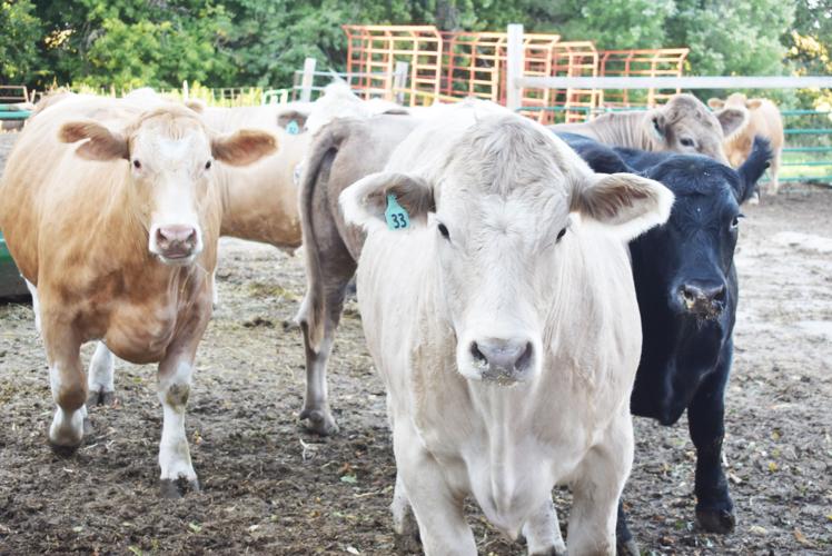 CENTURY FARM: 5 generations take the Eckberg farm to 150 years | News ...
