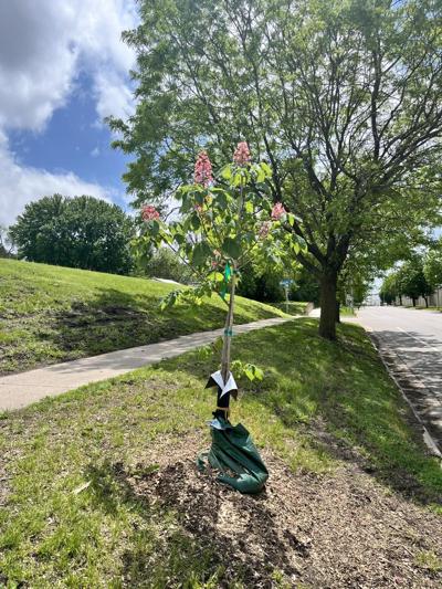 Le Sueur plants new Buckeye tree as part of DNR grant program | News ...