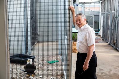 After 45 years saving birds of prey, raptor center's leader takes ...