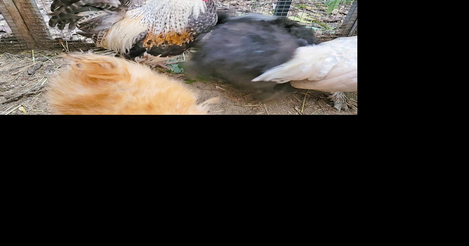 THE PECKING ORDER: Owatonna looking at proposed ban of roosters in city ...