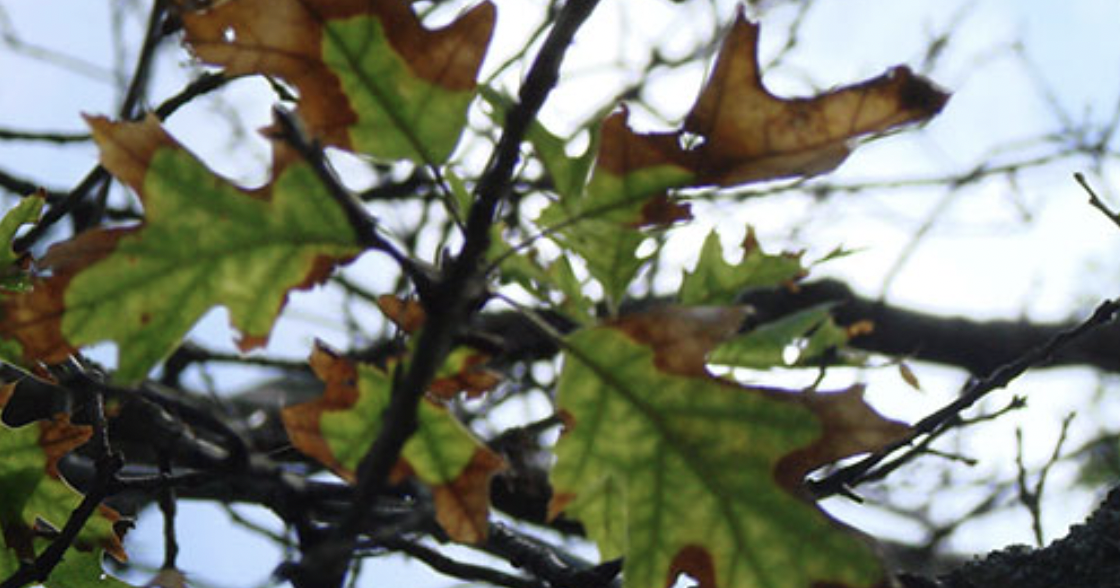 Dead leaves, dying branches – is it oak wilt or lingering effects of ...