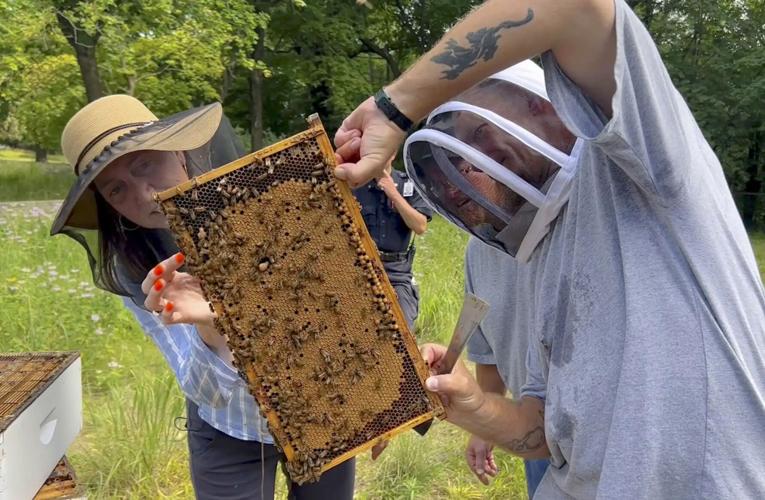 Beekeeping teaches Faribault prison inmates job skills, confidence ...