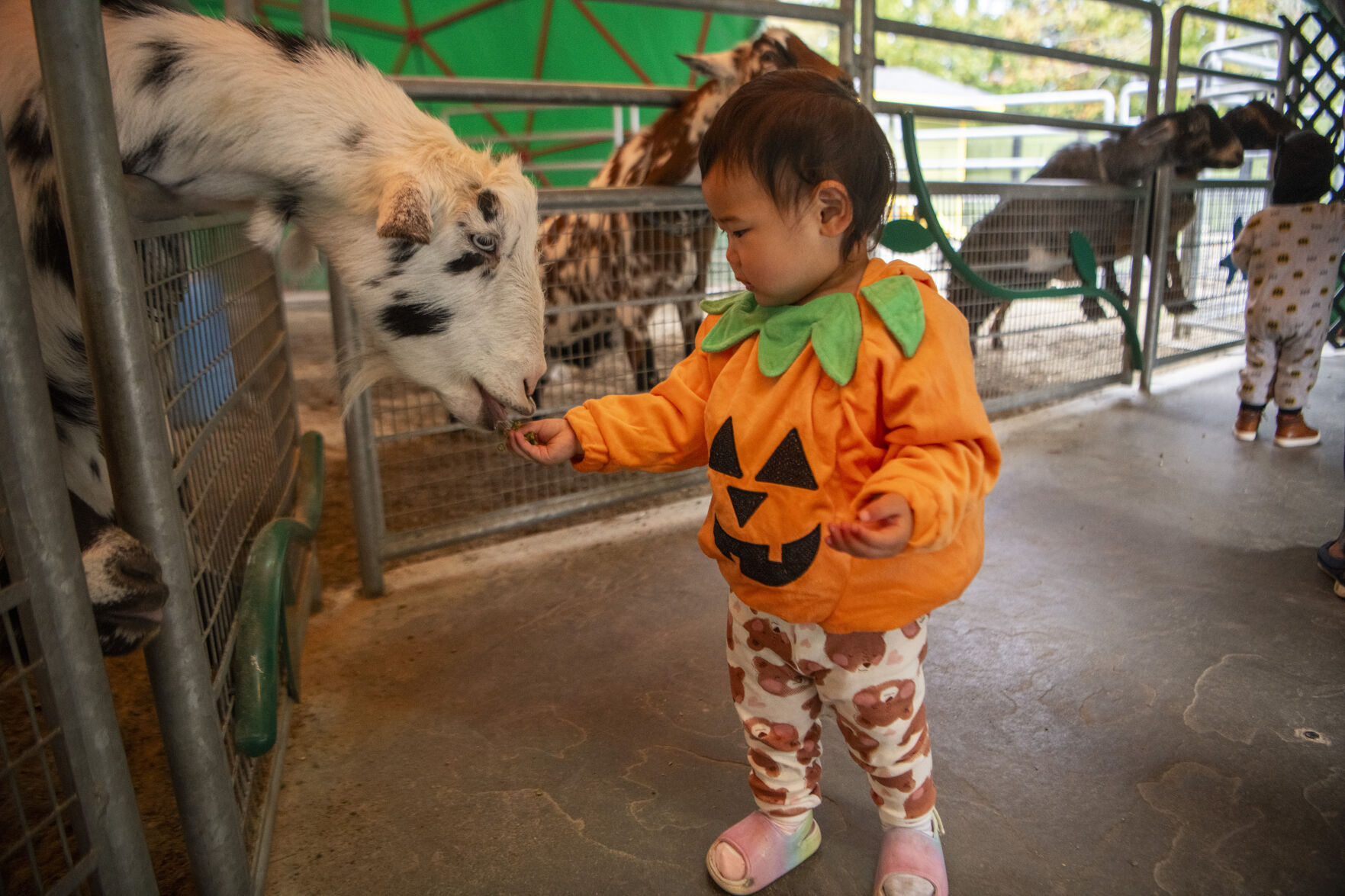 Out & About: Zoo Boo, an Autumn Festival, and an Arts Walk | A&E ...