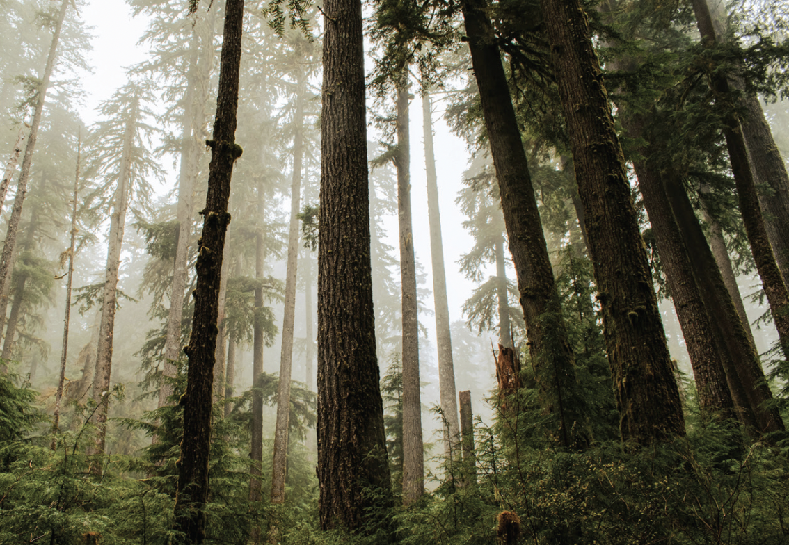 Free Entry Into Washington Parks | Travel + Outdoors | southsoundmag.com