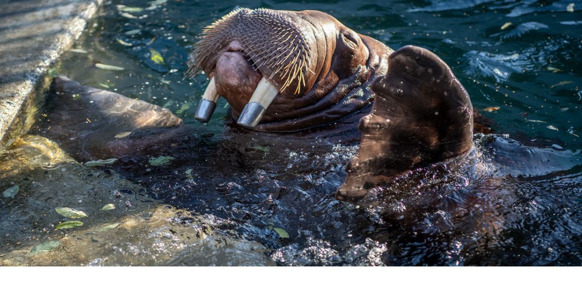 A Million Meals, Walruses, and Local Leaders | A&E | southsoundmag.com