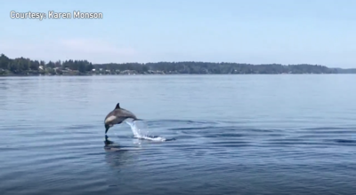 Dolphins Put on Show for Puget Sound Boaters | Travel + Outdoors ...