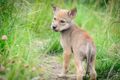 Slideshow: Baby Red Wolf Pups at Point Defiance Zoo | A&E ...