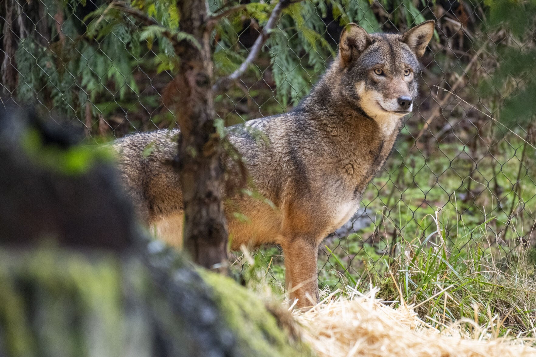 2 Critically Endangered Red Wolves Join PDZA | Travel + Outdoors ...