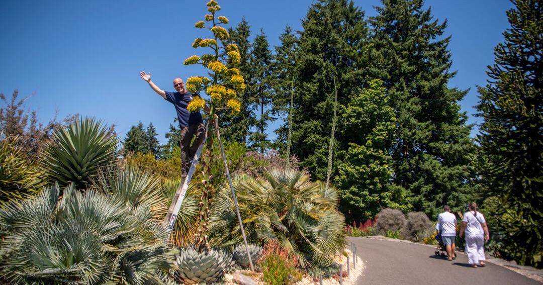 Rare Agave Blooms at PDZA After Nearly 2 Decades | Home + Garden ...