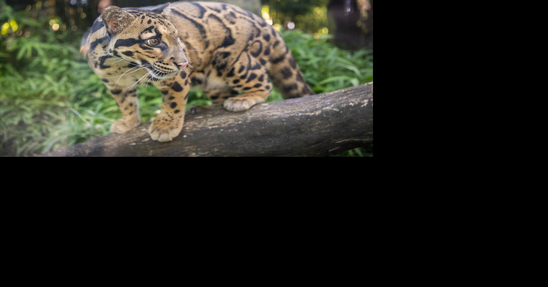 Put Your Paws Up for Wild Cat Weekend at PDZA | Travel + Outdoors ...