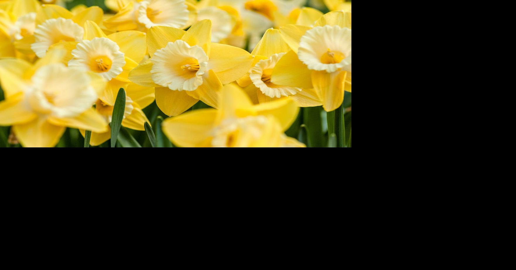 Out & About: Daffodils, 'The Wall,' and Gamer's Rhapsody | A&E ...