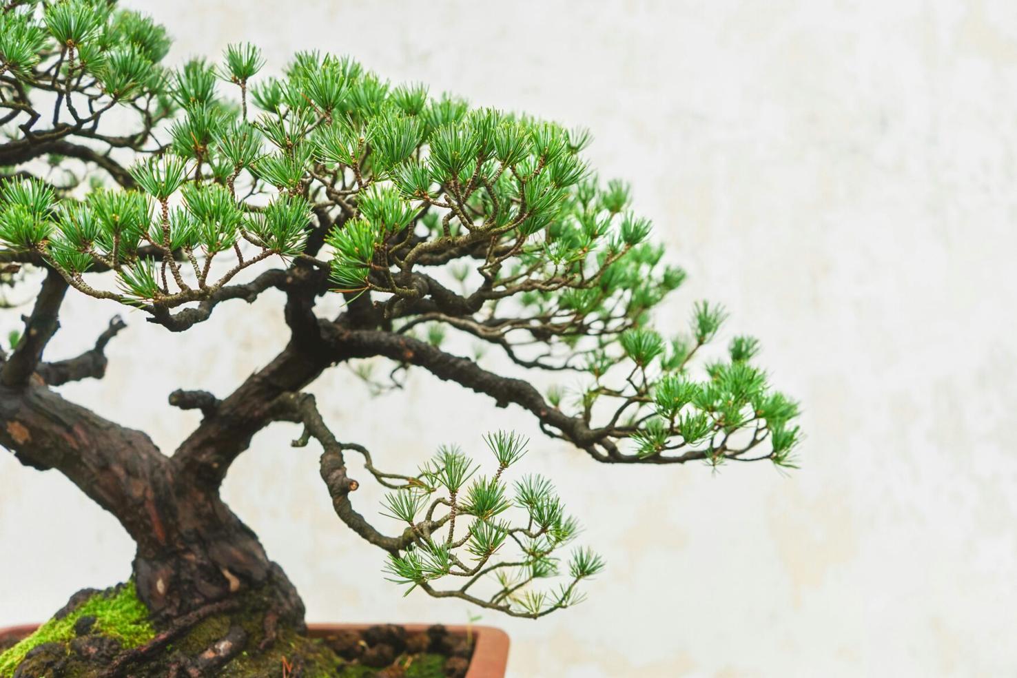 Out & About: Olympic Air Show, a Northwest Doc, and a Bonsai | A&E ...