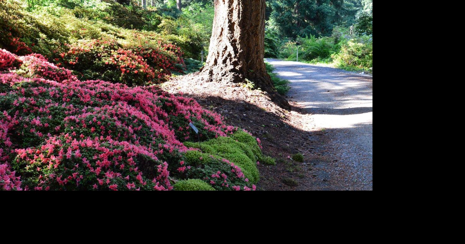 Plan a Colorful Trip to Federal Way's Fall Foliage Festival | Home ...