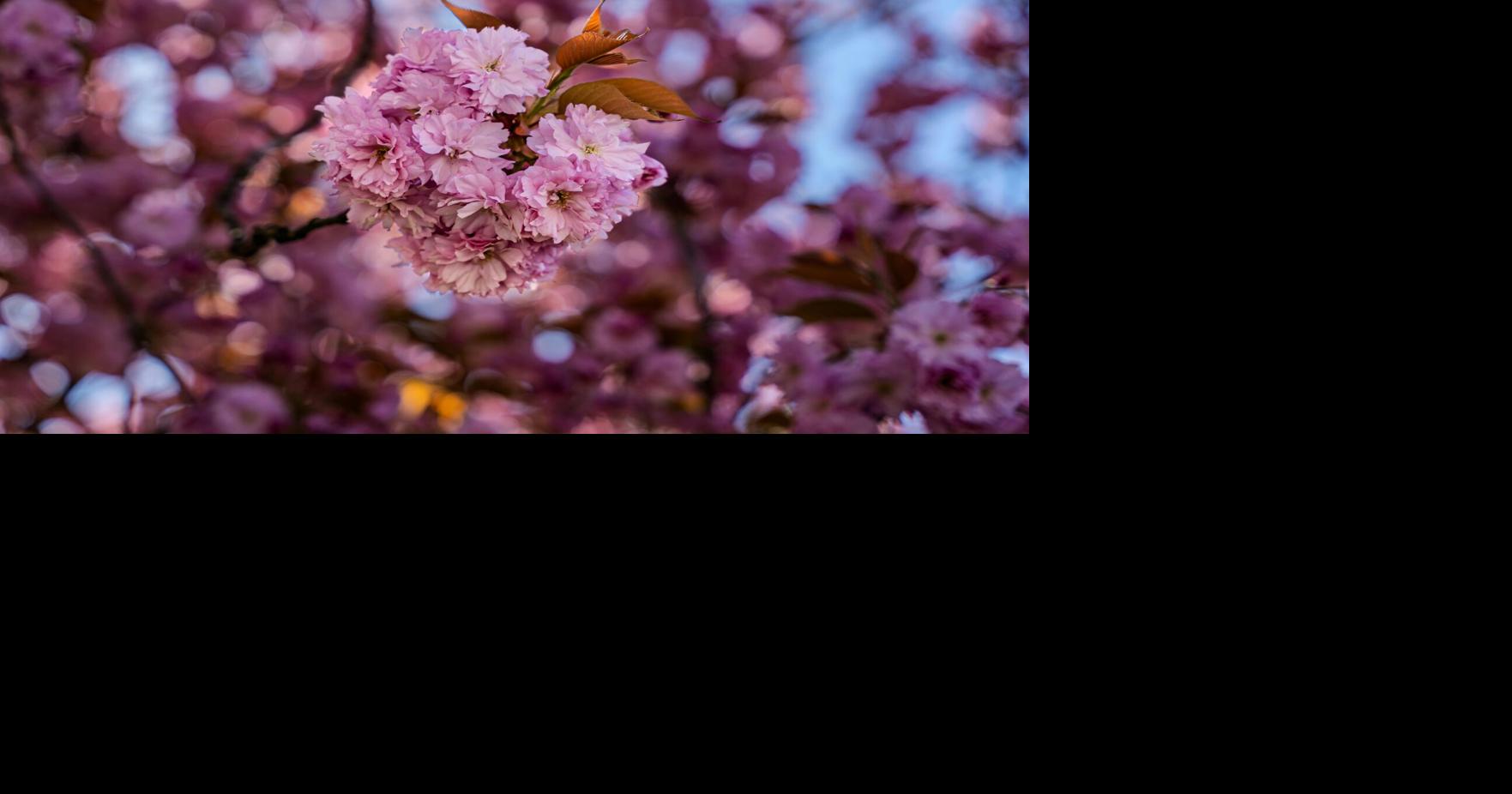 The Point Defiance Flower & Garden Festival Blooms Again | Home ...