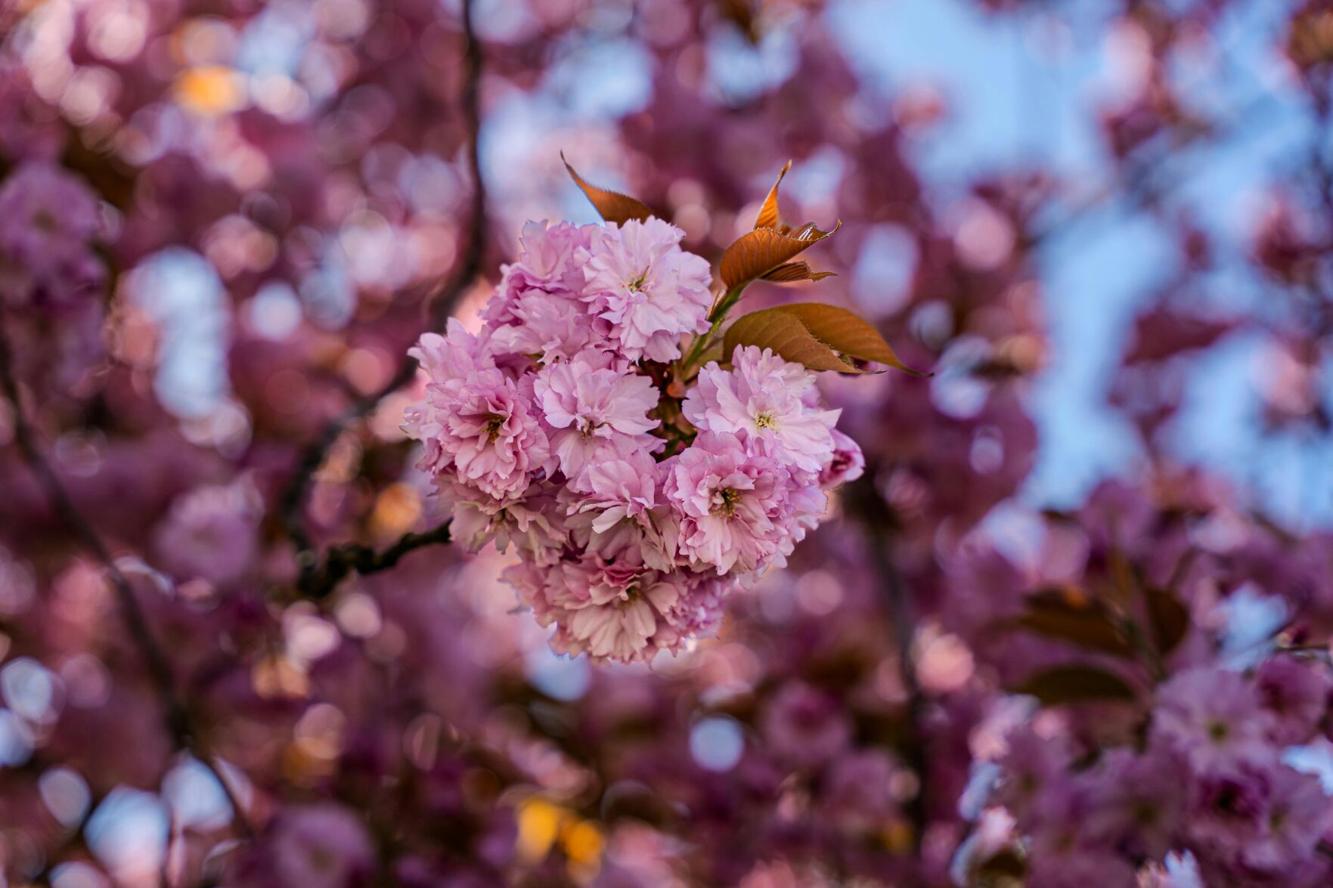 The Point Defiance Flower & Garden Festival Blooms Again | Home ...