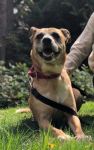 Pet of the Month: Ruby-Roo | A&E | southsoundmag.com