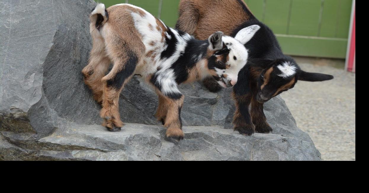 Baby Goats Born At Point Defiance Zoo | A&E | southsoundmag.com