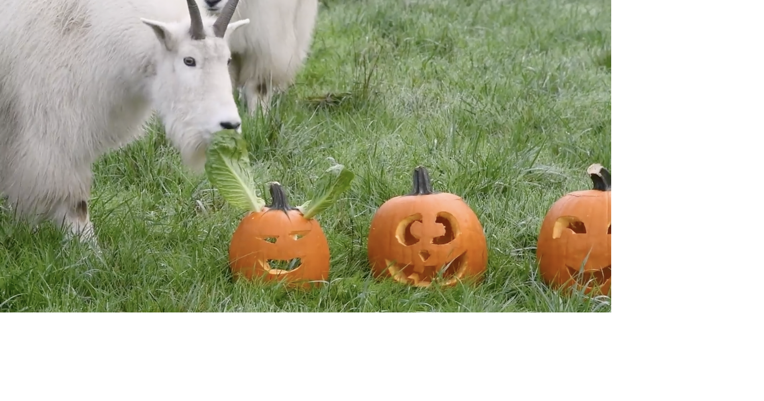 Watch Cute Animals Smashing Pumpkins at Northwest Trek | Travel ...