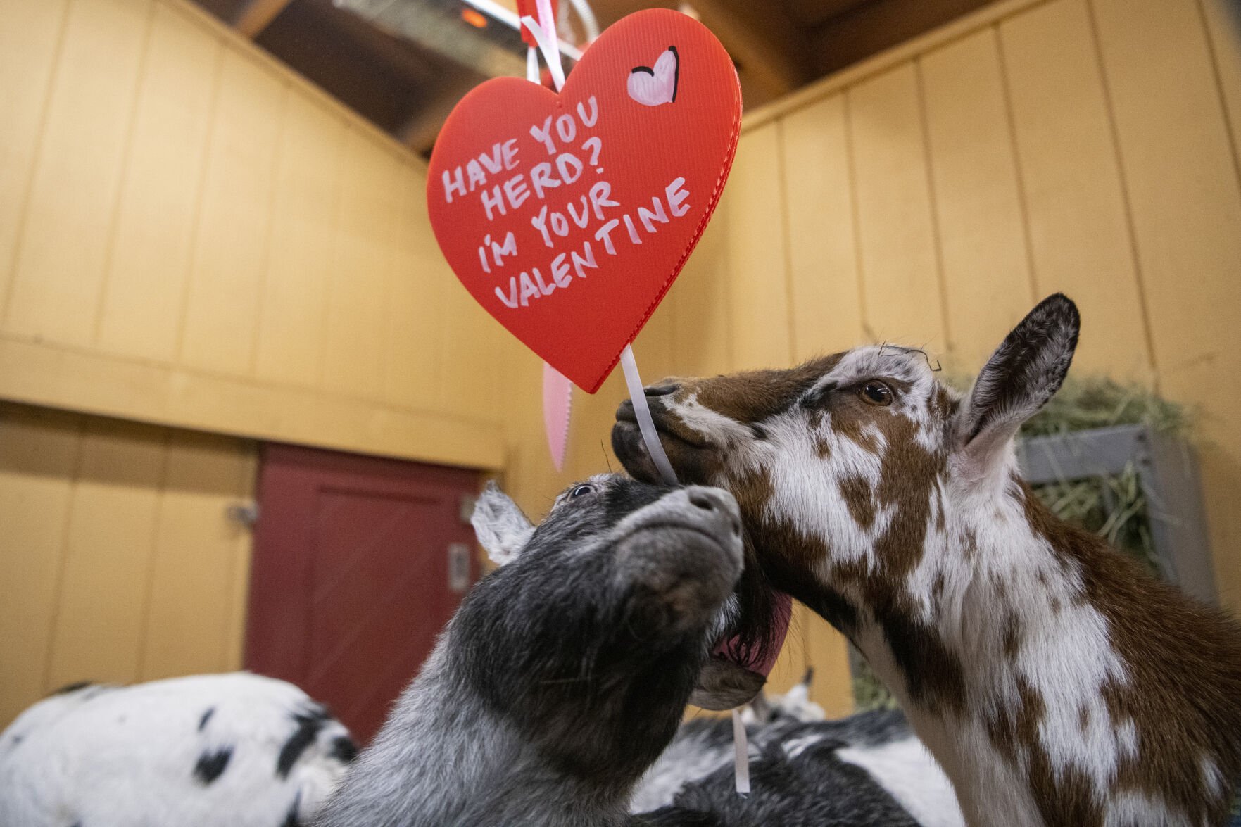 PDZA, NW Trek: Valentine's Day, Other Events | Culture + Life ...