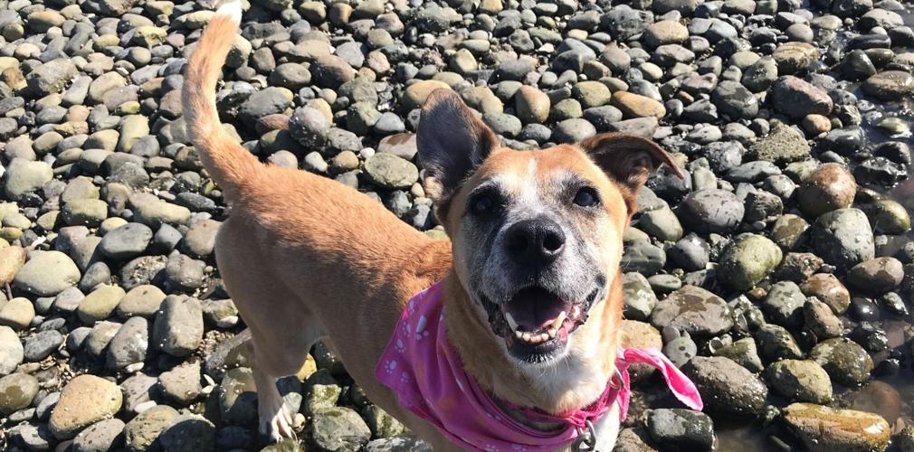 Pet of the Month: Ruby-Roo | A&E | southsoundmag.com