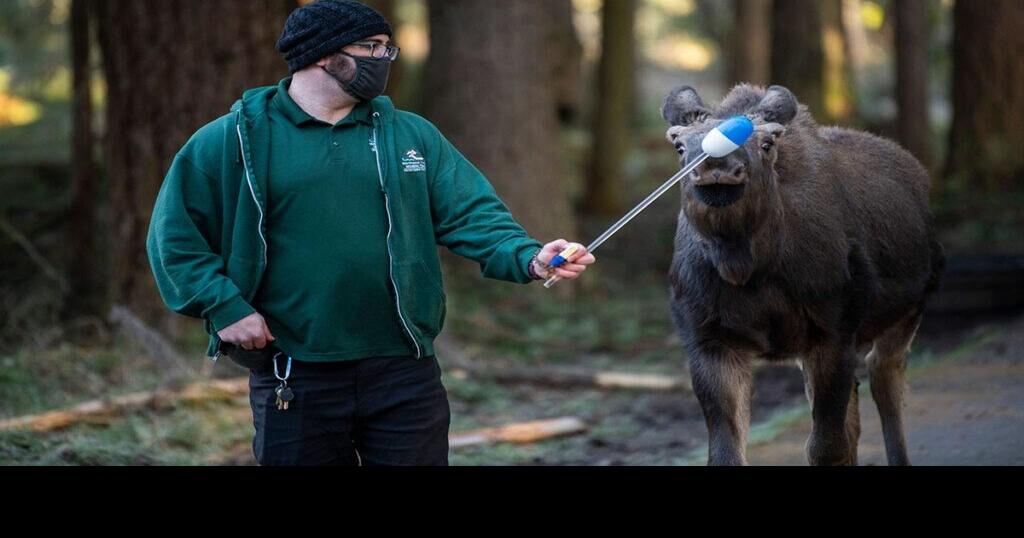 How to Train a Moose | A&E | southsoundmag.com