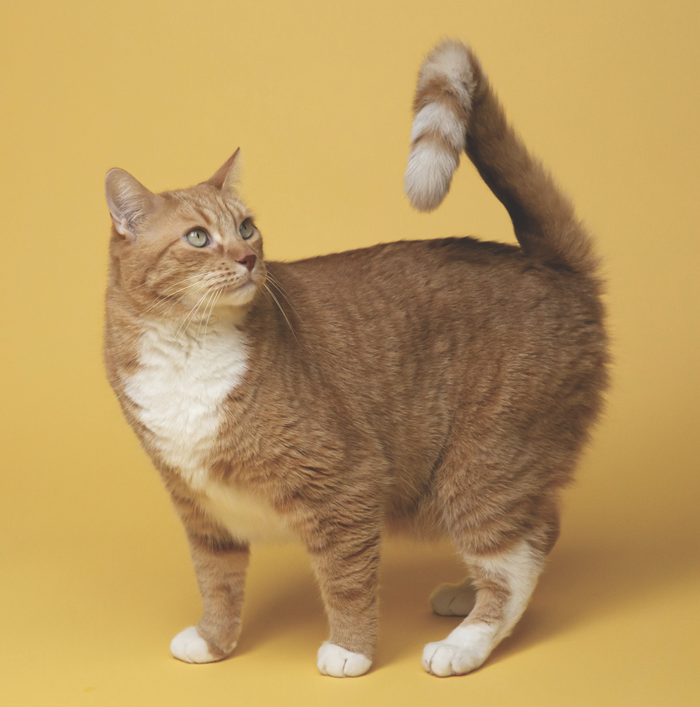 Calling All Cat Lovers to Seattle's Pop Cats Expo | Culture + Life ...