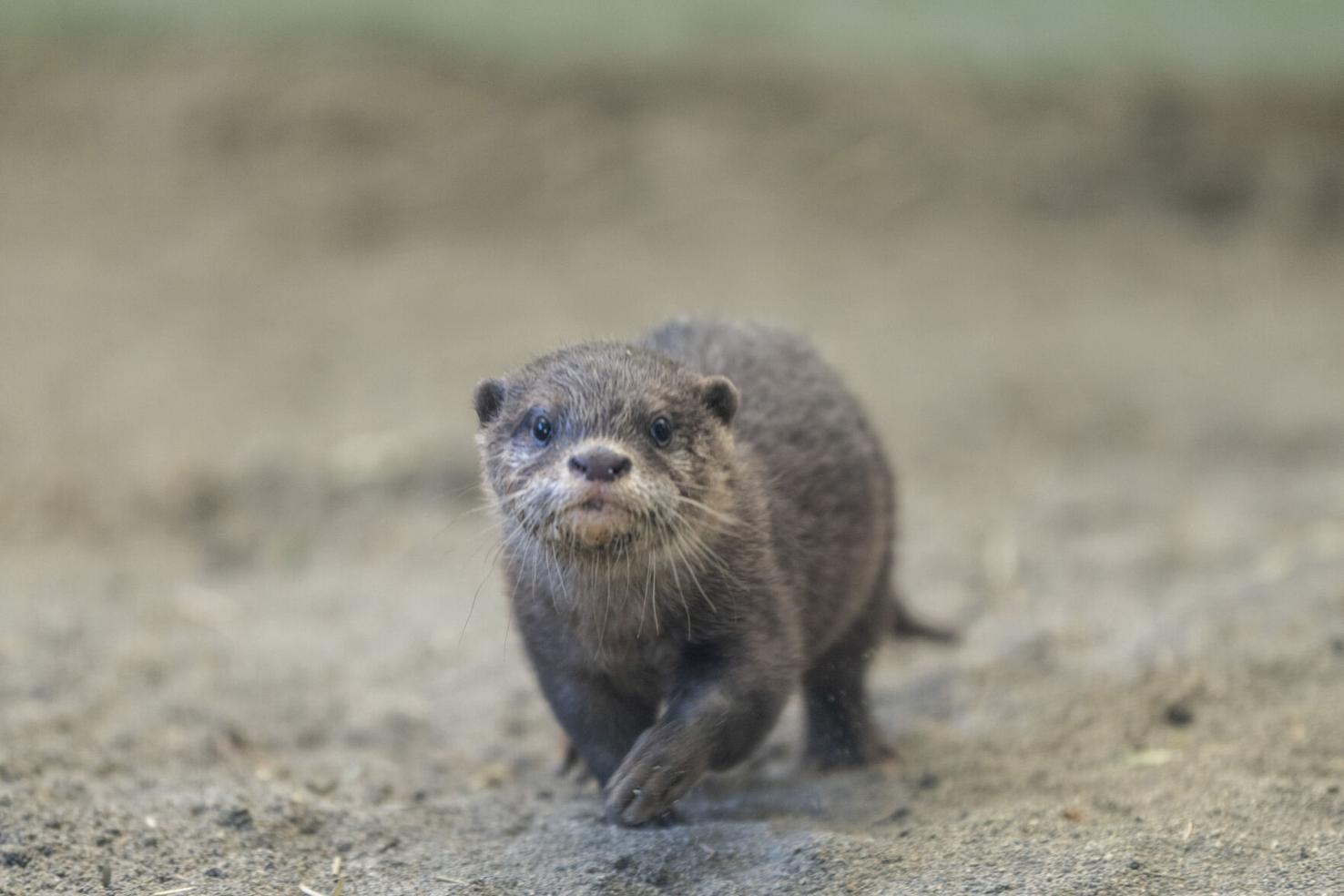 Otter-ly Adorable: 3-Month-Old Pup to Make PDZA Debut | Travel ...