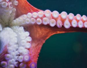Giant Octopus Revealed | A&E | southsoundmag.com