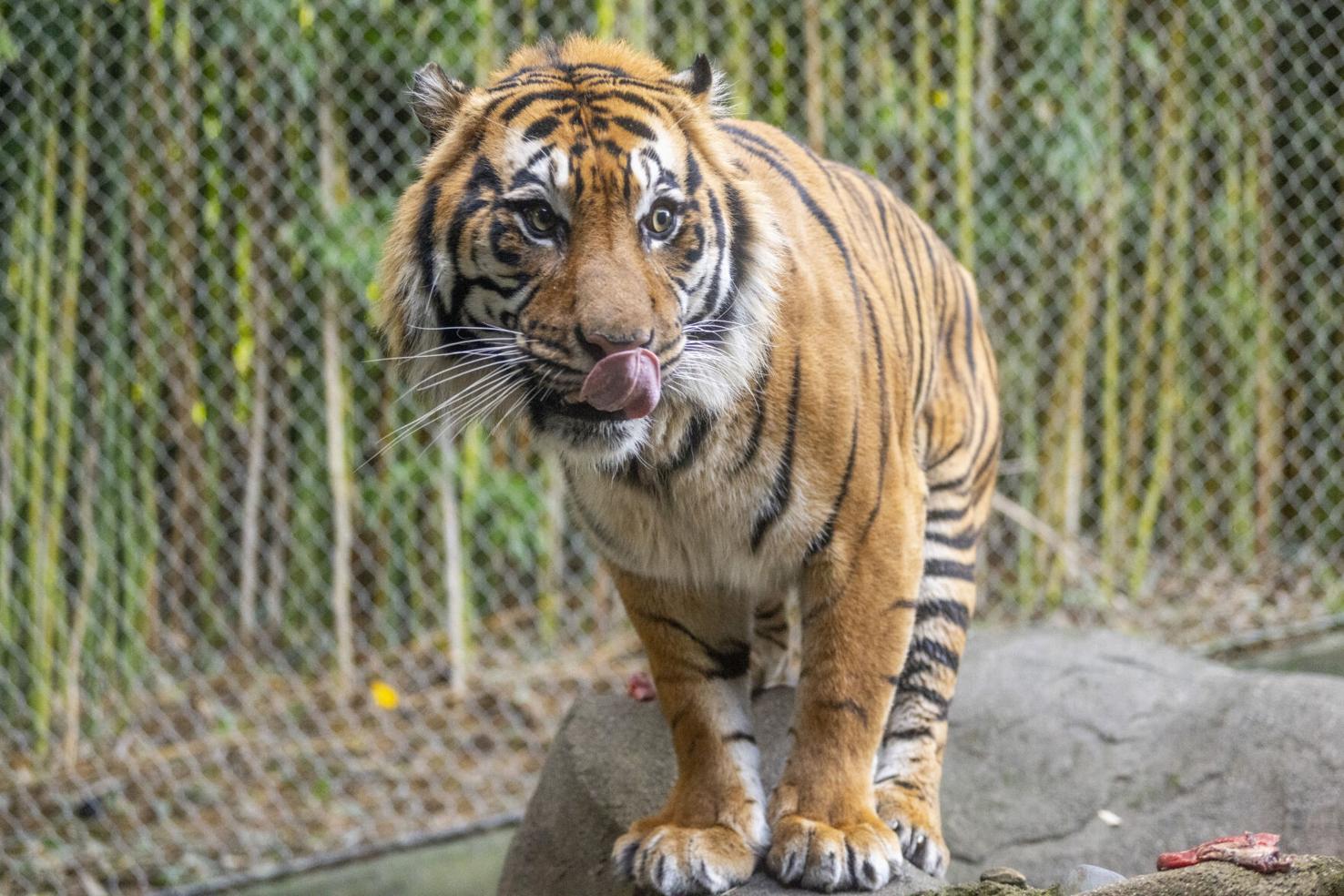 Point Defiance Zoo & Aquarium Debuts Newest Member | Travel + Outdoors ...