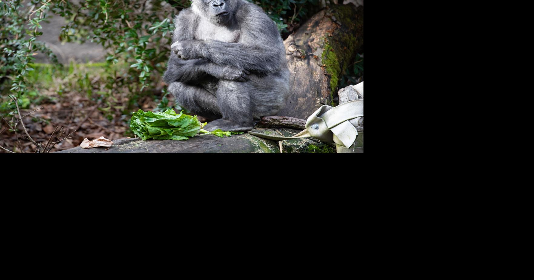 Feel Good Friday: Gorillas, a Tribal Project, and Thrifting | Culture ...