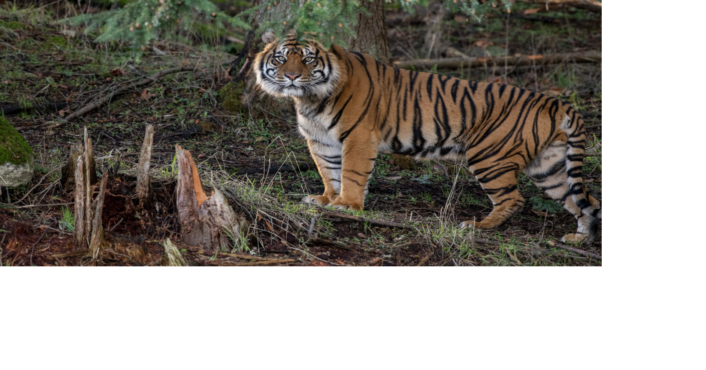 Time to Roar | Travel + Outdoors | southsoundmag.com