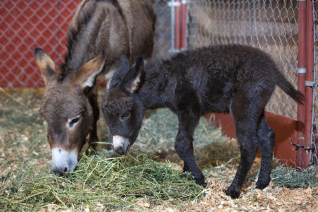Washington State Spring Fair | Eat + Drink | southsoundmag.com