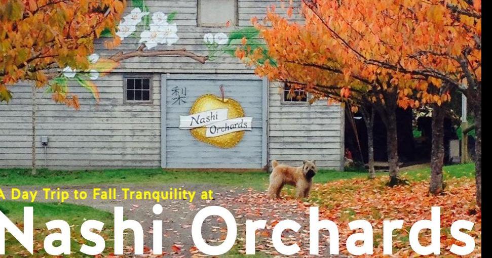 A Day Trip to Fall Tranquility at Nashi Orchards | Eat + Drink ...